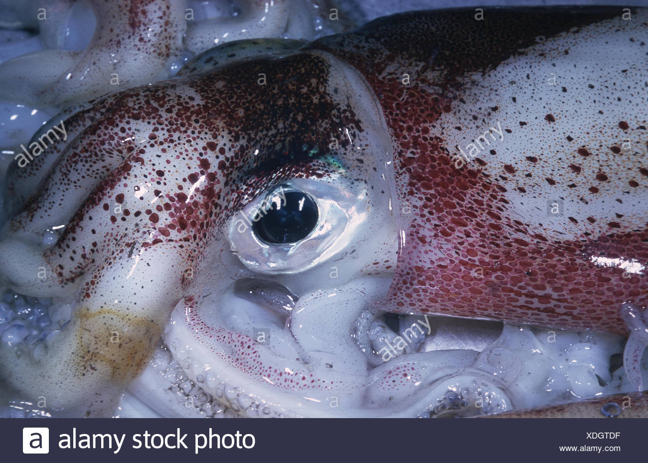 Common Squid Loligo Vulgaris Stock Photos & Common Squid Loligo ...
