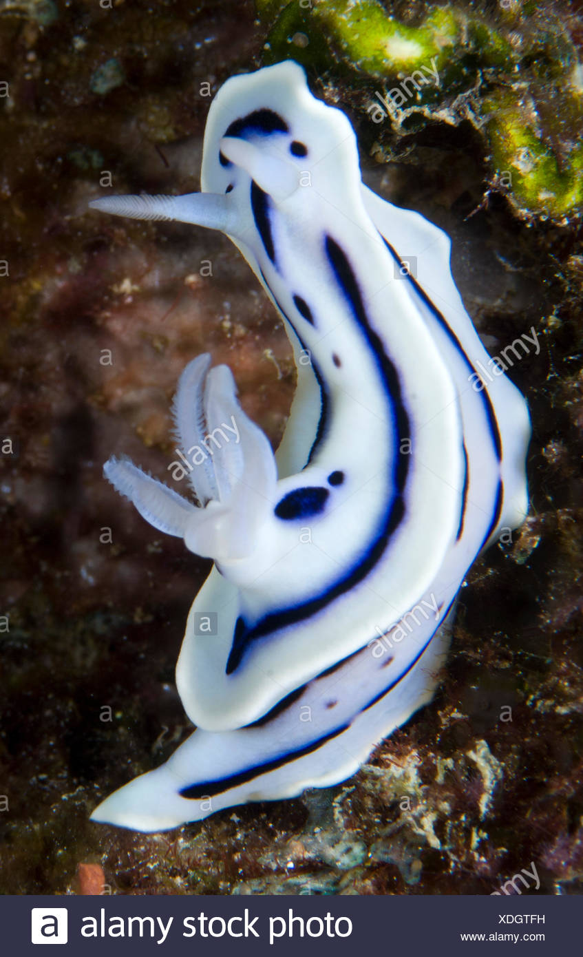 Chromodoris High Resolution Stock Photography and Images - Alamy