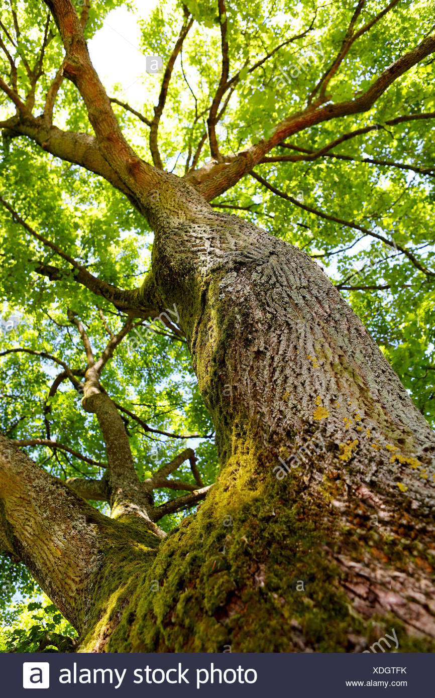 Trunk Of Old Oak Tree High Resolution Stock Photography and Images - Alamy