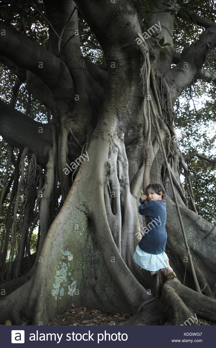 Whole Tree And Roots High Resolution Stock Photography and Images - Alamy