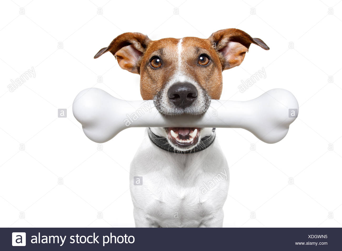 Dog And Bone High Resolution Stock Photography and Images - Alamy