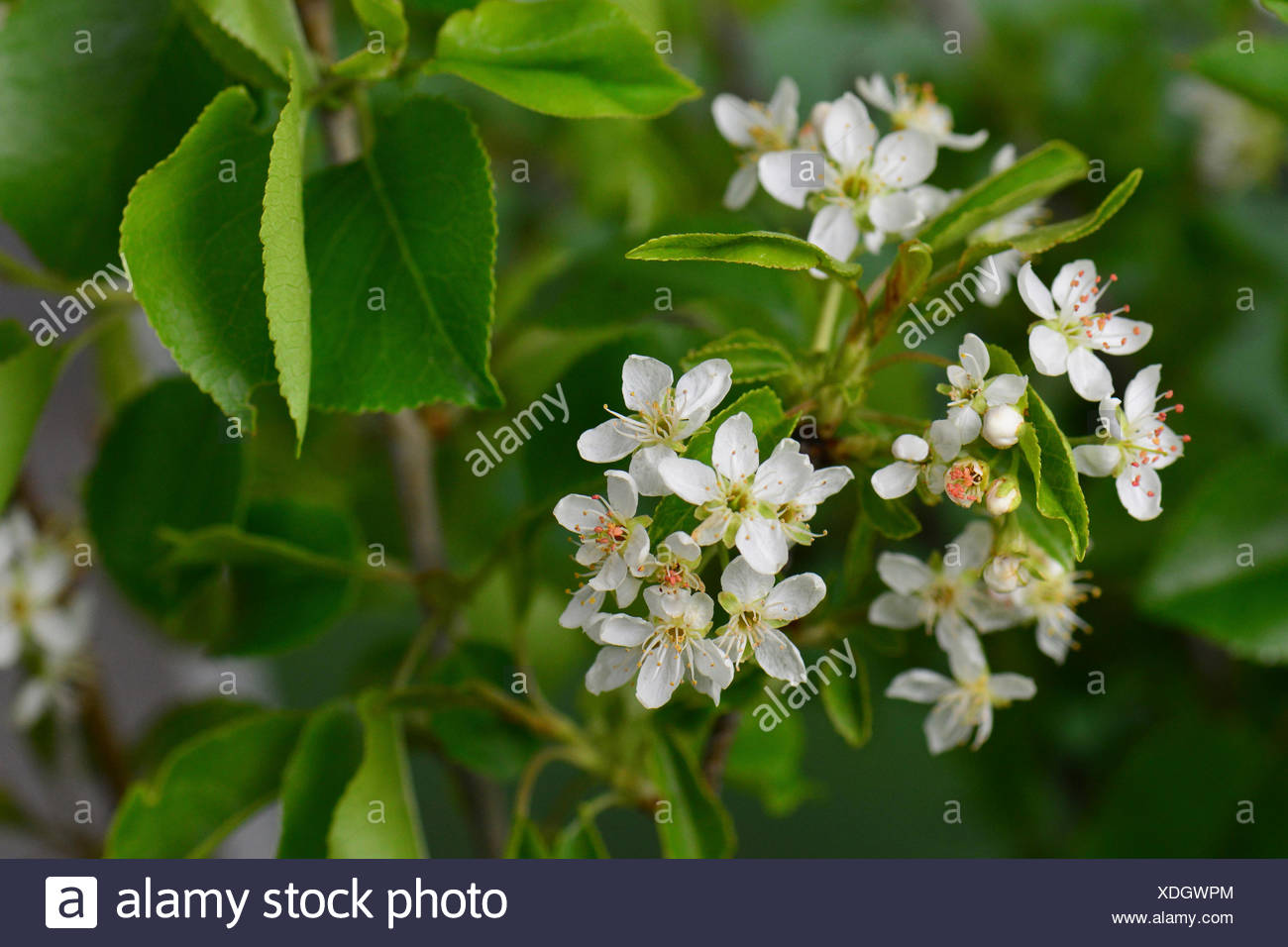 Mahaleb Cherry Prunus Mahaleb High Resolution Stock Photography and ...
