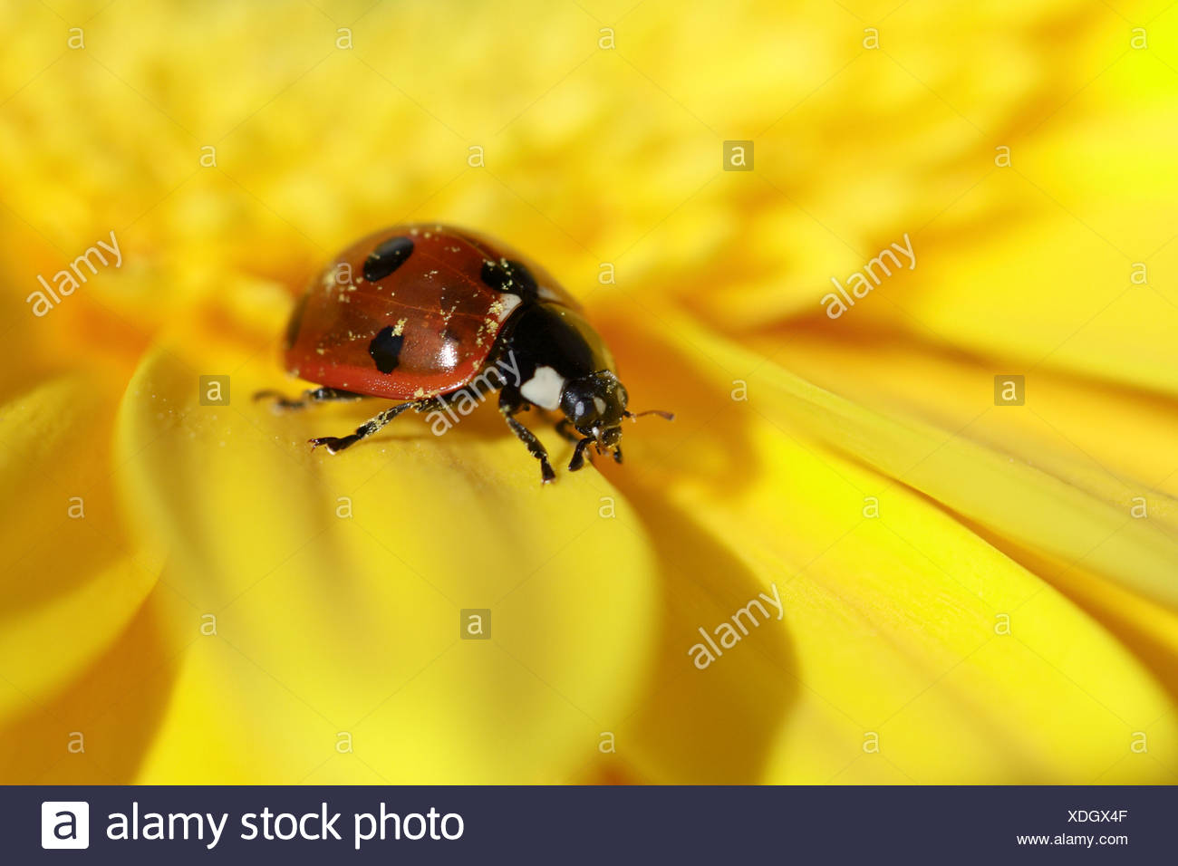 Lady Bug Beetles High Resolution Stock Photography and Images - Alamy