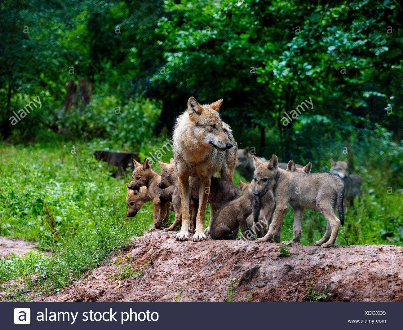 Young Wolves High Resolution Stock Photography and Images - Alamy