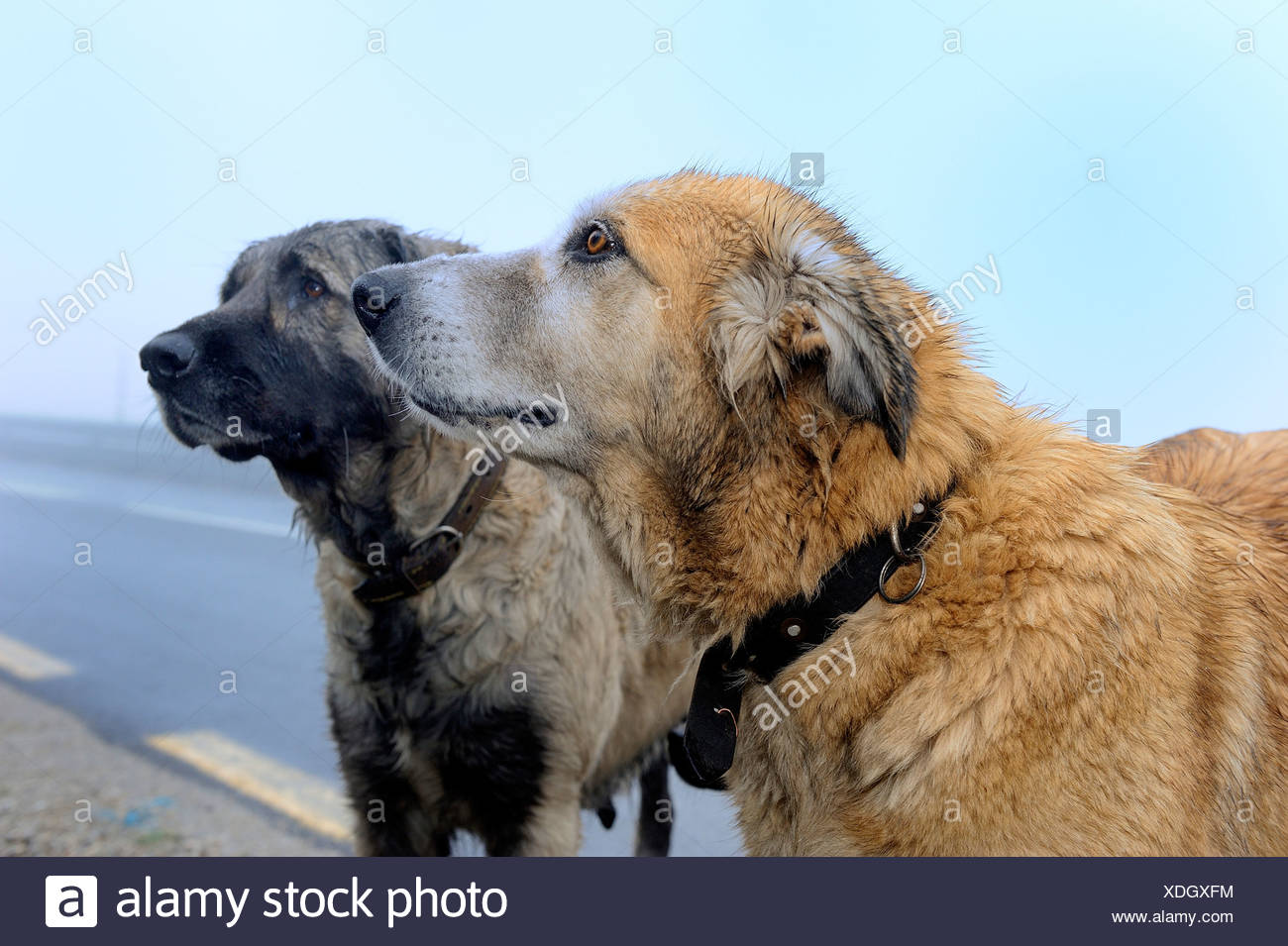 Portuguese Sheepdog High Resolution Stock Photography and Images - Alamy