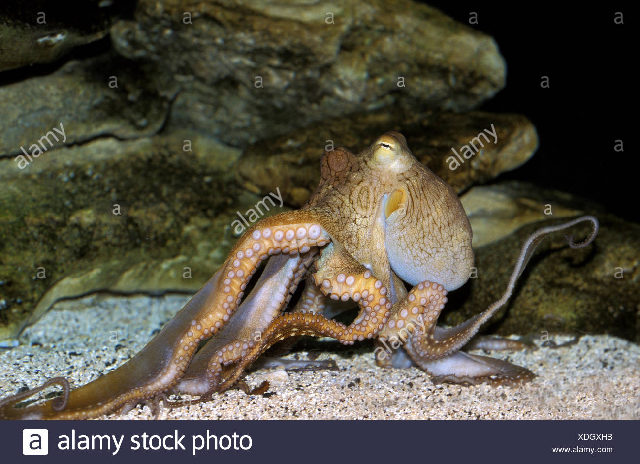 Octopus Underwater Stock Photos & Octopus Underwater Stock Images - Alamy