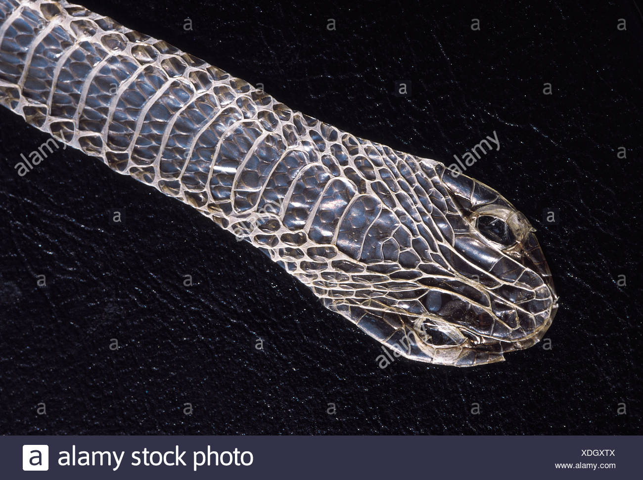 Common Bronzeback Snake High Resolution Stock Photography and Images ...