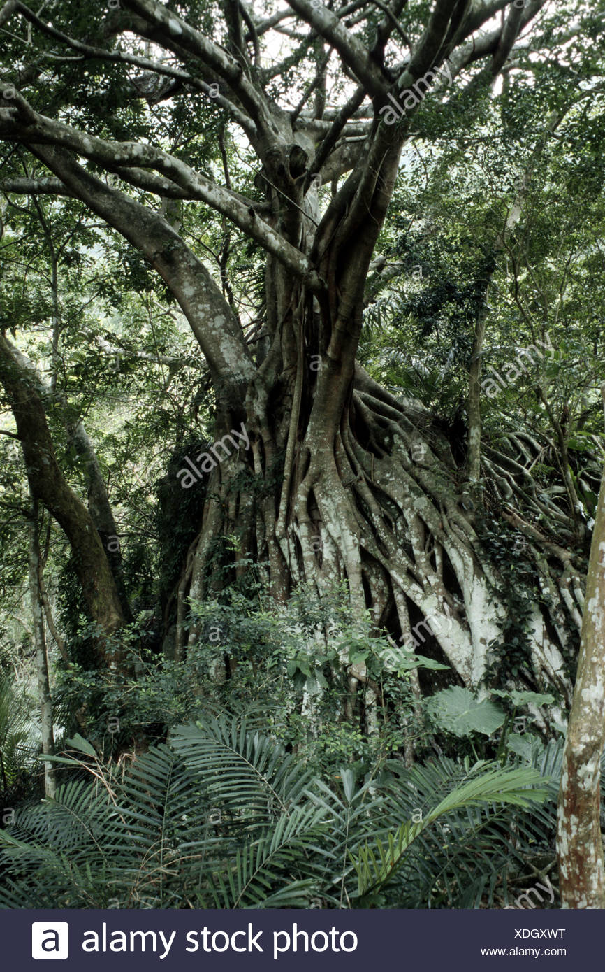 Strangling Plant High Resolution Stock Photography and Images - Alamy