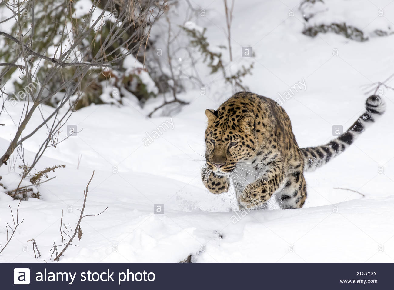 Amurleopard High Resolution Stock Photography and Images - Alamy