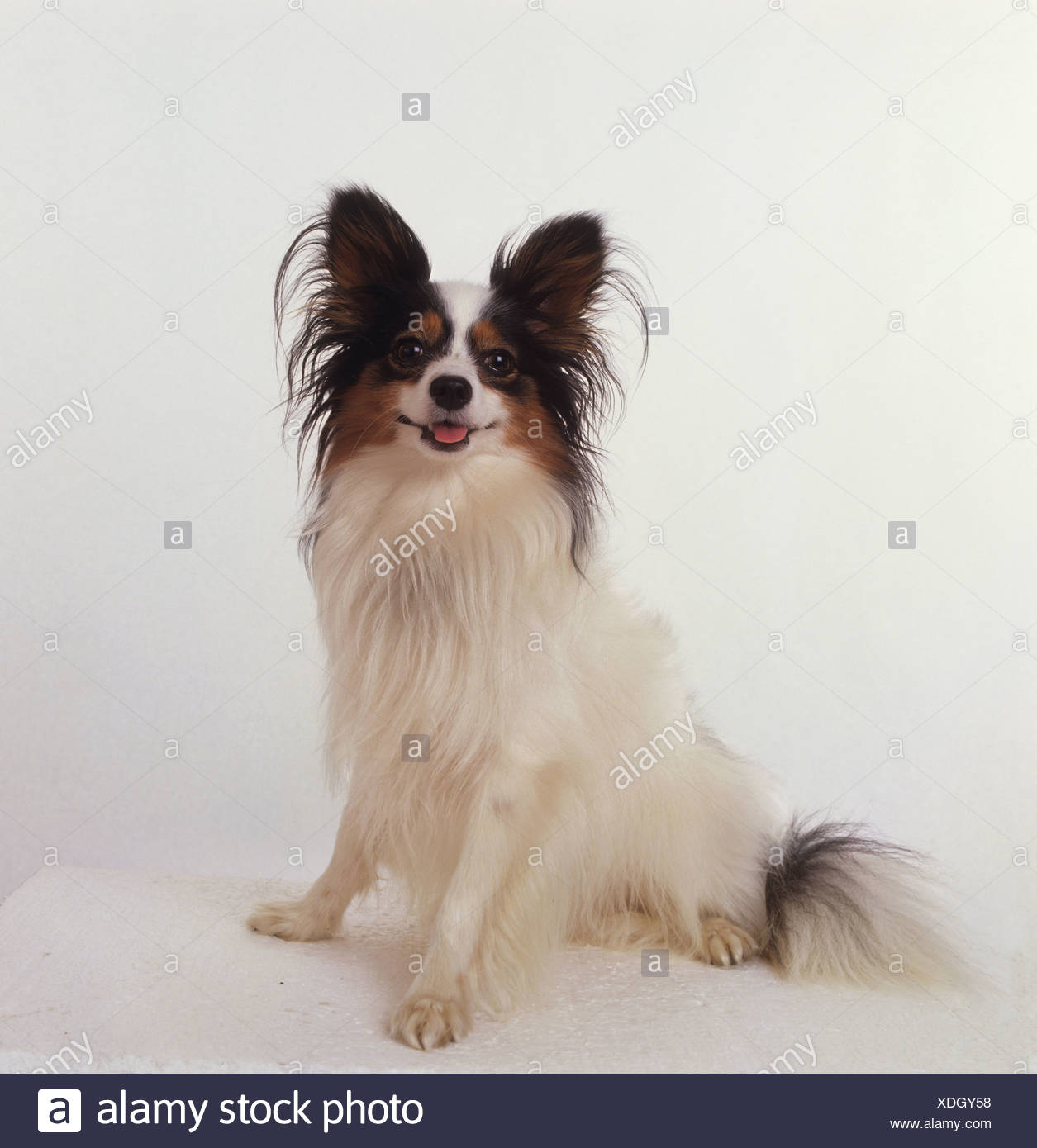 The Papillon High Resolution Stock Photography and Images - Alamy