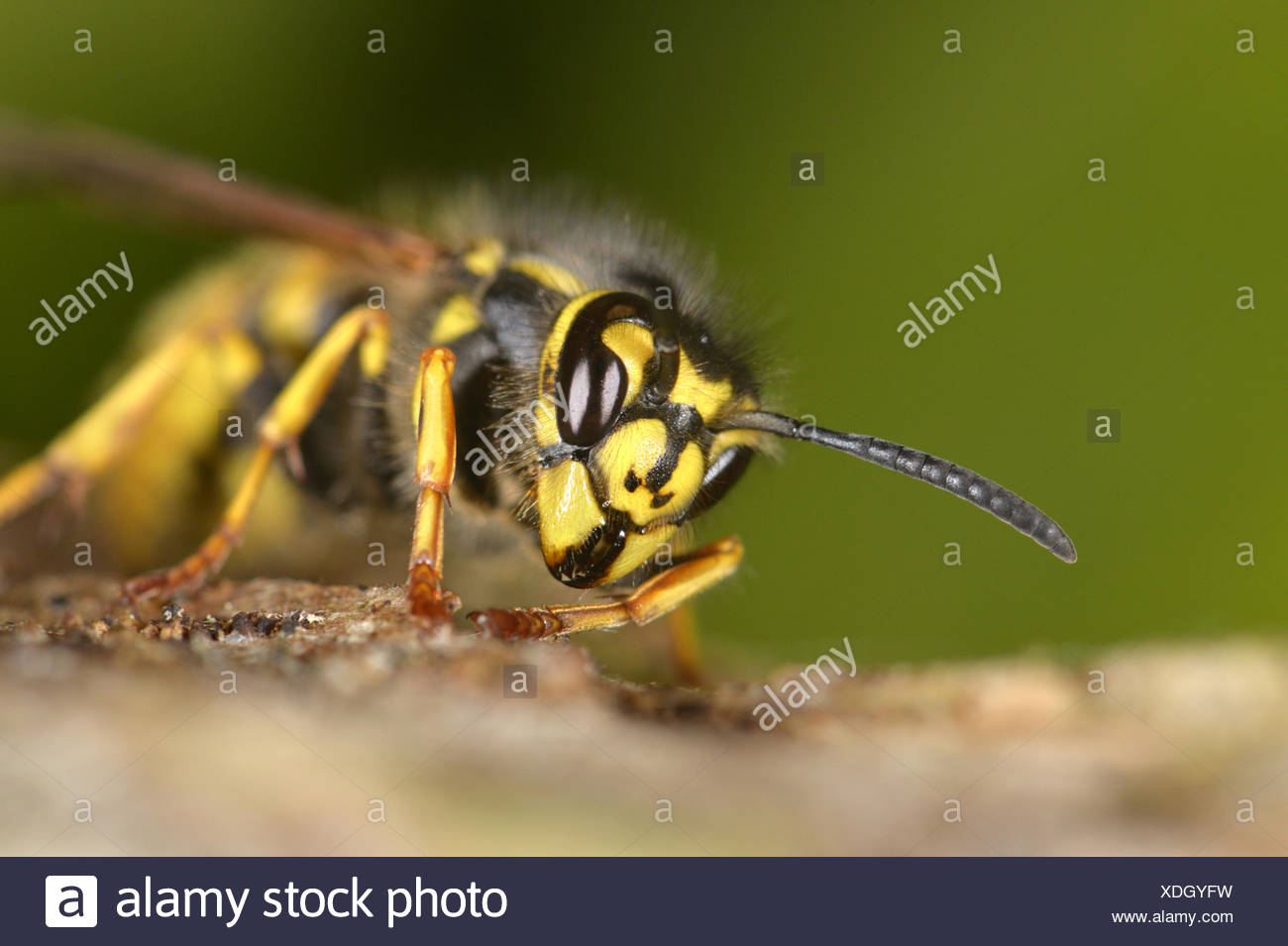 Common Wasp Vespula Vulgaris High Resolution Stock Photography and ...