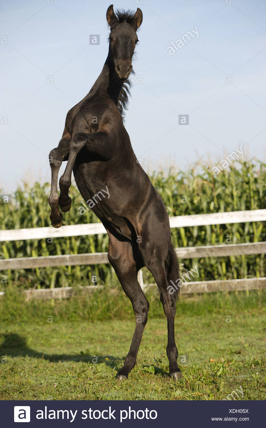 Foal Rearing High Resolution Stock Photography and Images - Alamy