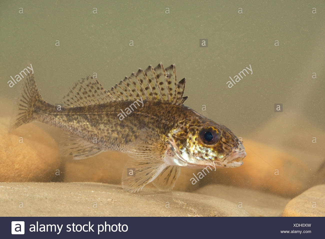Eurasian Ruffe Stock Photos & Eurasian Ruffe Stock Images - Alamy