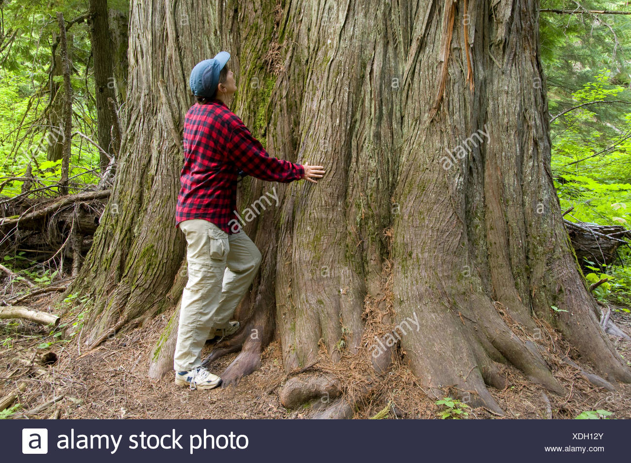 Grove Of Cedars Stock Photos & Grove Of Cedars Stock Images - Alamy