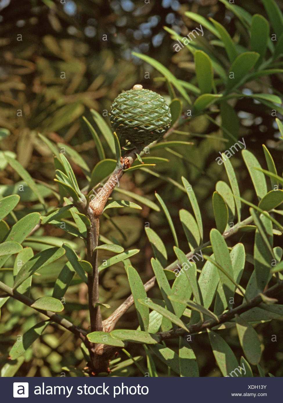 Agathis Stock Photos & Agathis Stock Images - Alamy