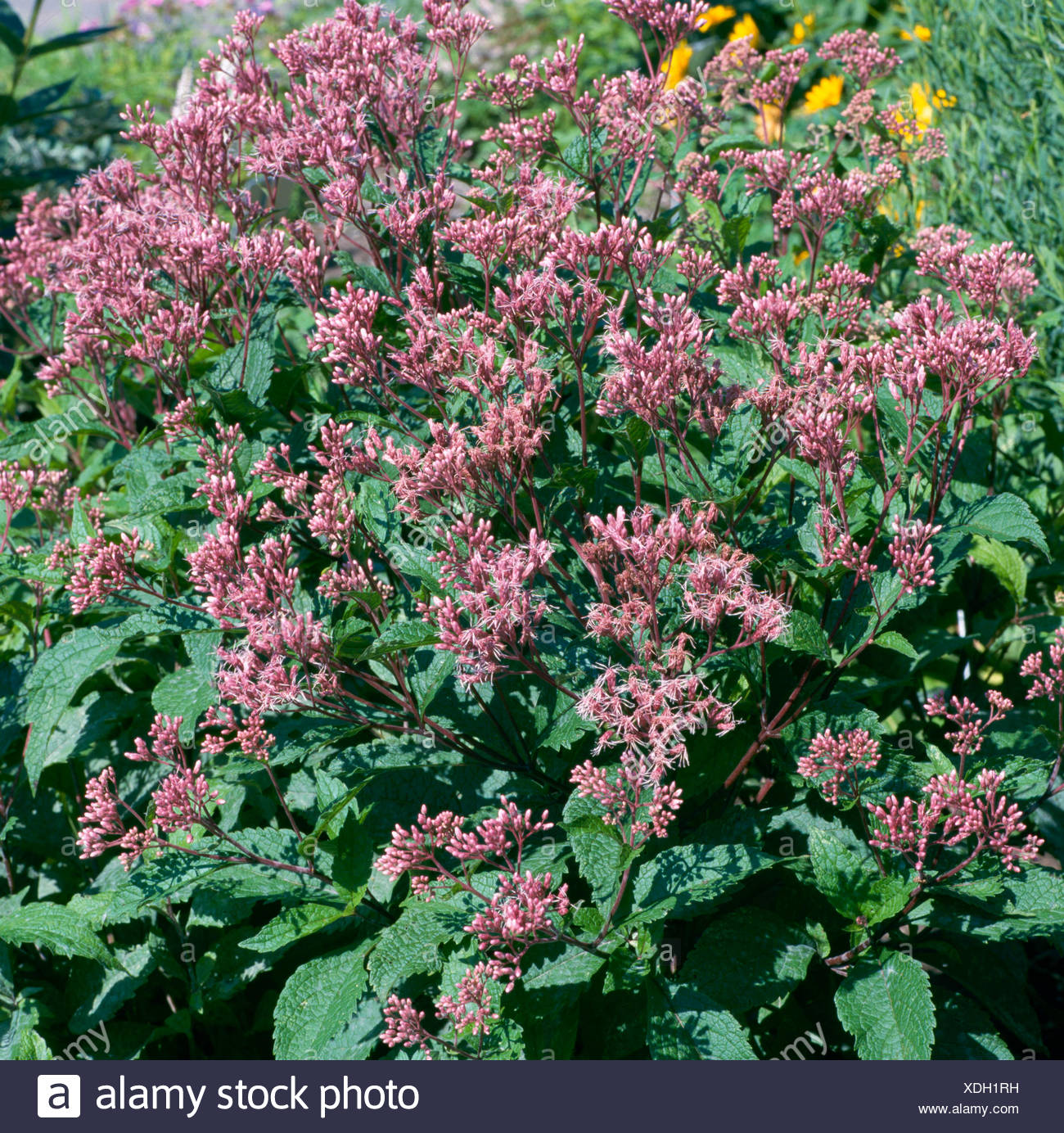 Eupatorium Purpureum Stock Photos & Eupatorium Purpureum Stock Images ...
