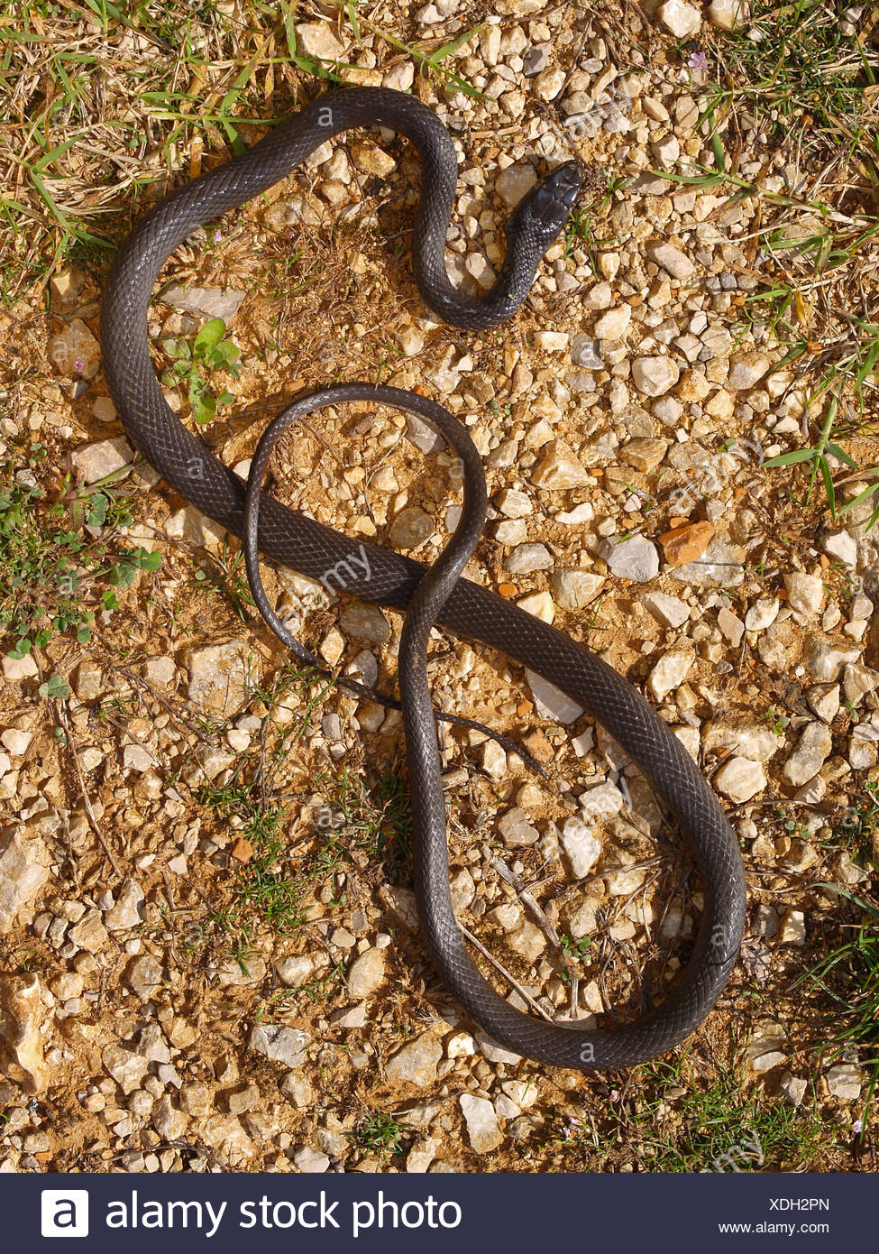 Coluber Viridiflavus High Resolution Stock Photography and Images - Alamy