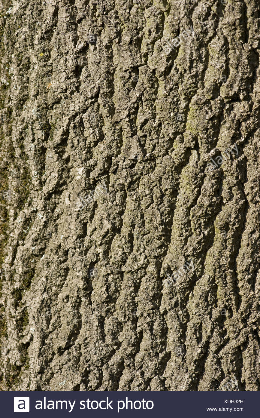 Common Ash Tree Bark High Resolution Stock Photography and Images - Alamy