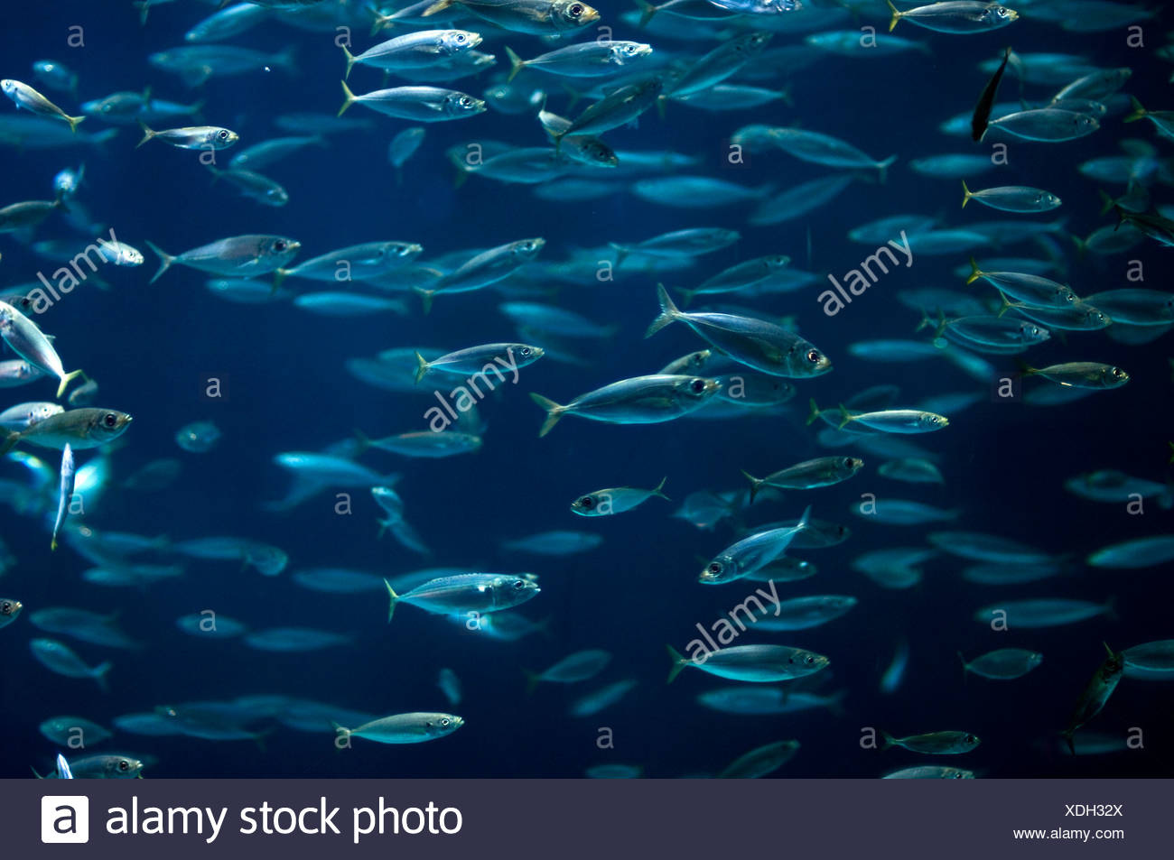 School Of Sardines High Resolution Stock Photography and Images - Alamy