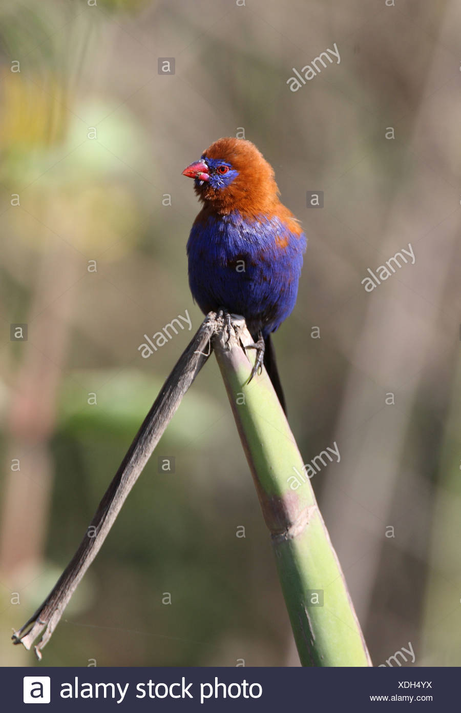 The Grenadier High Resolution Stock Photography and Images - Alamy