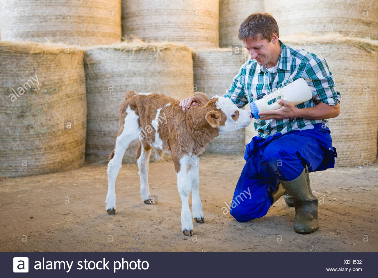 Calf Rearing Stock Photos & Calf Rearing Stock Images - Alamy