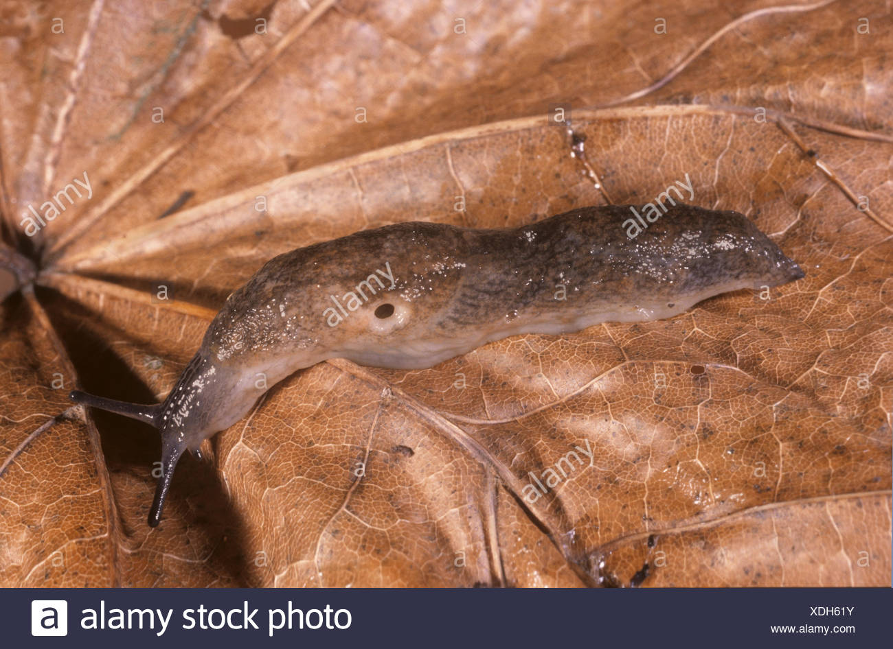 Milax High Resolution Stock Photography and Images - Alamy