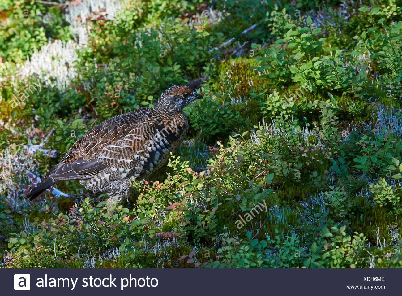 Bonasa Umbellus Ruffed Grouse High Resolution Stock Photography and ...