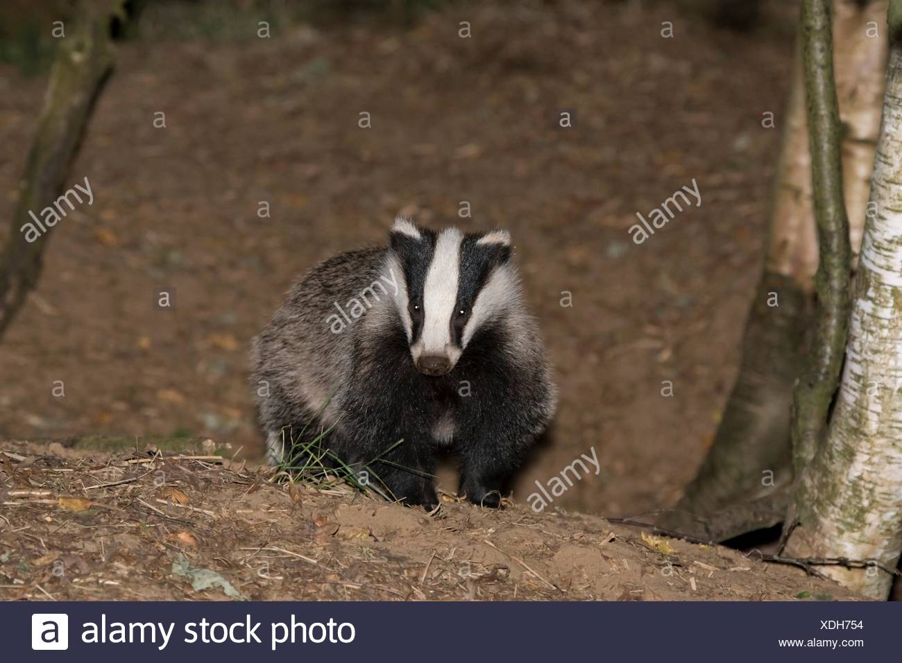 Eurasian Badger Young High Resolution Stock Photography and Images - Alamy