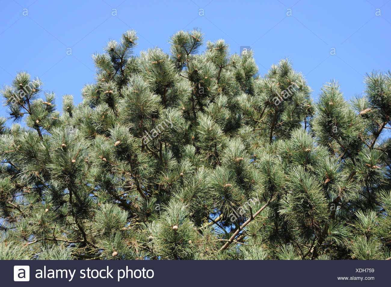 Black Pine Stock Photos & Black Pine Stock Images - Alamy
