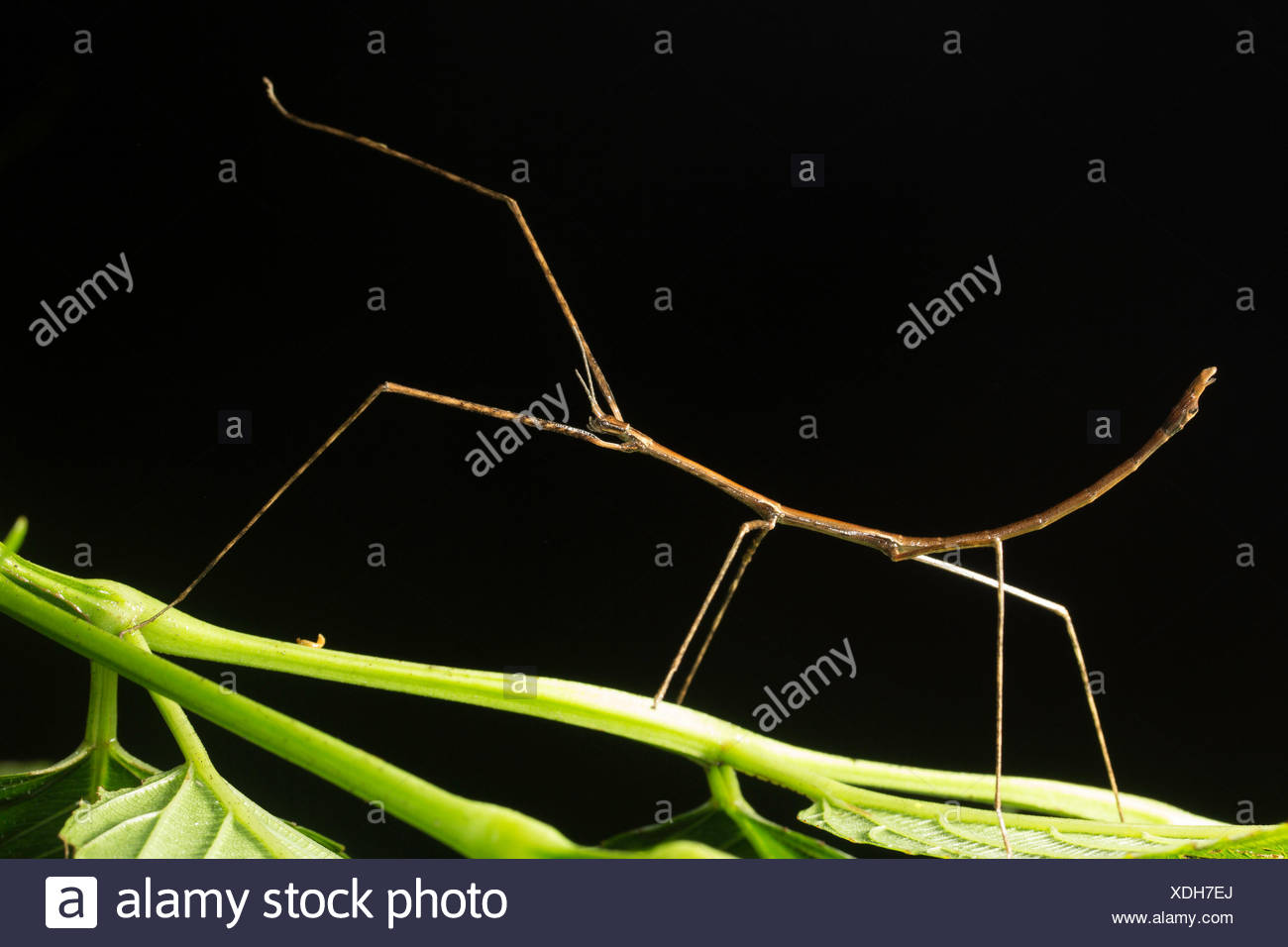 South African Mantis High Resolution Stock Photography and Images - Alamy