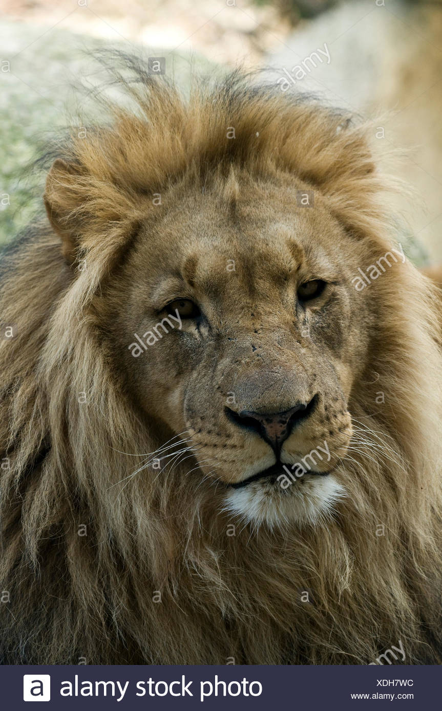 Lion Face Man High Resolution Stock Photography and Images - Alamy