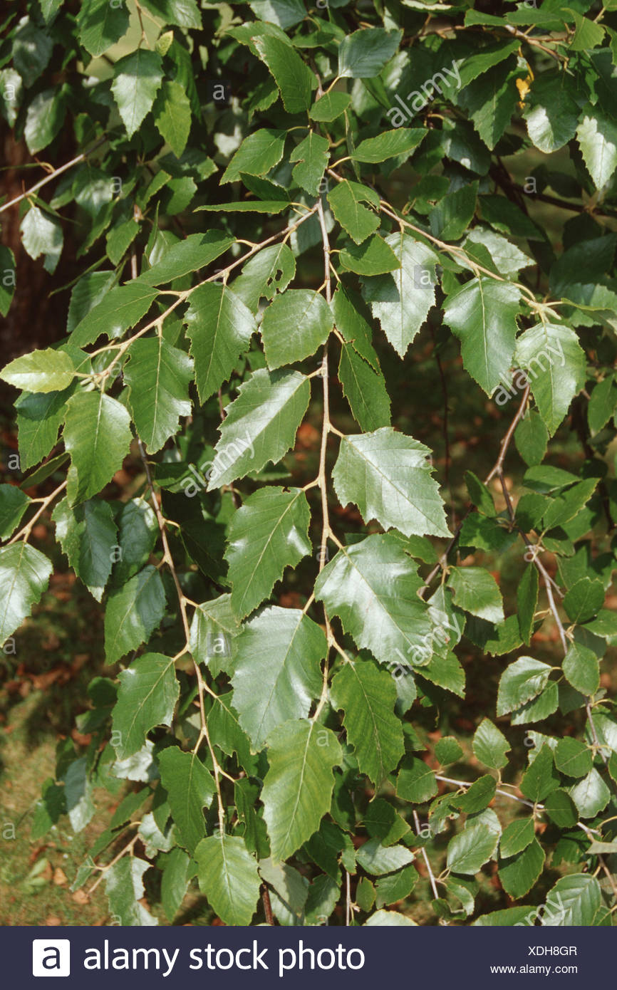 Betula Nigra River Birch High Resolution Stock Photography and Images ...