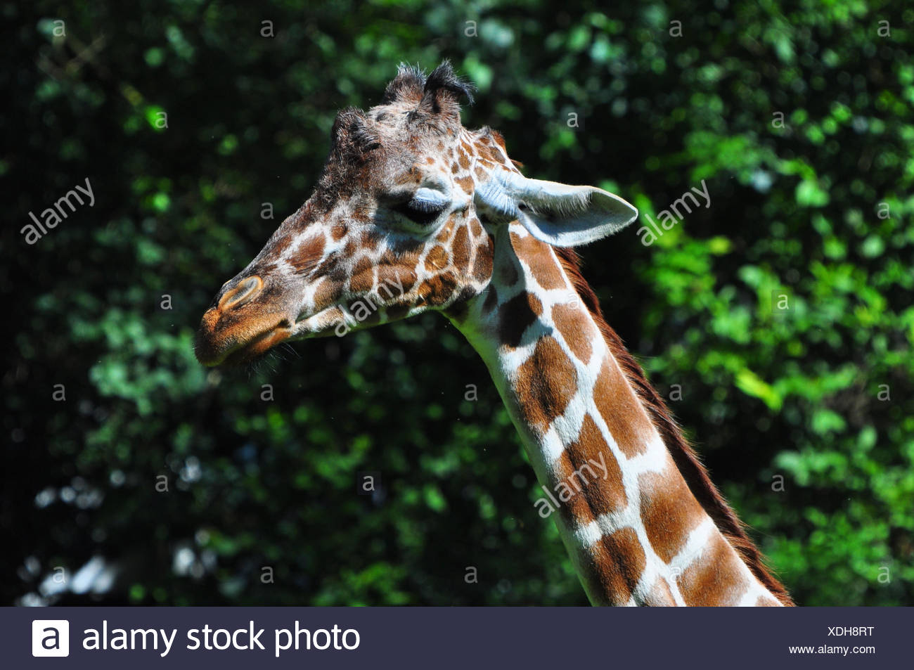 Zoo Enclosure Giraffe High Resolution Stock Photography and Images - Alamy