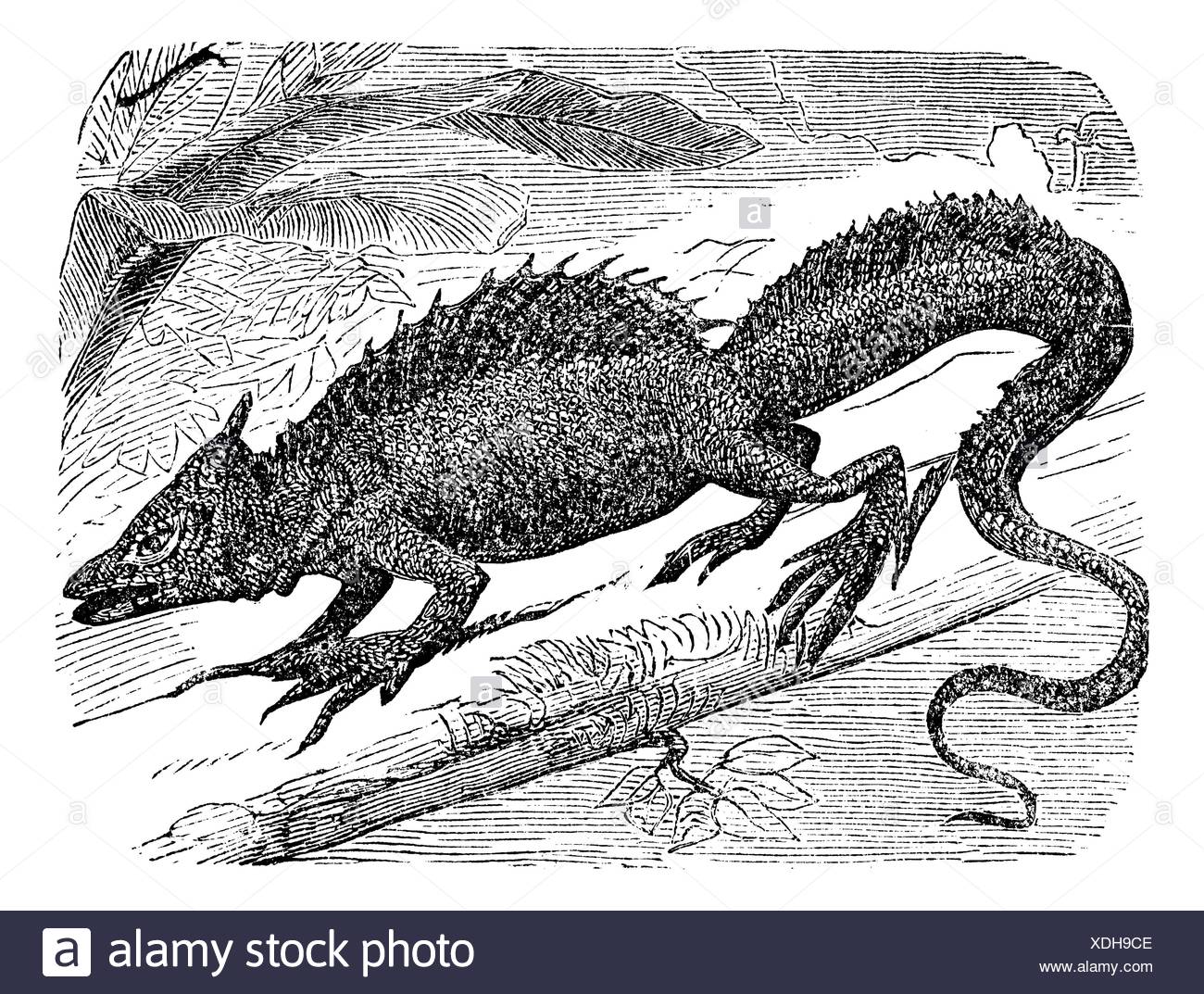 Christ King Illustration High Resolution Stock Photography and Images ...