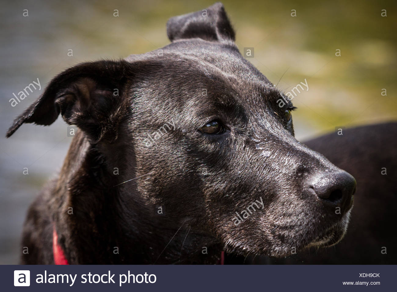 Labrador Mischling High Resolution Stock Photography and Images - Alamy