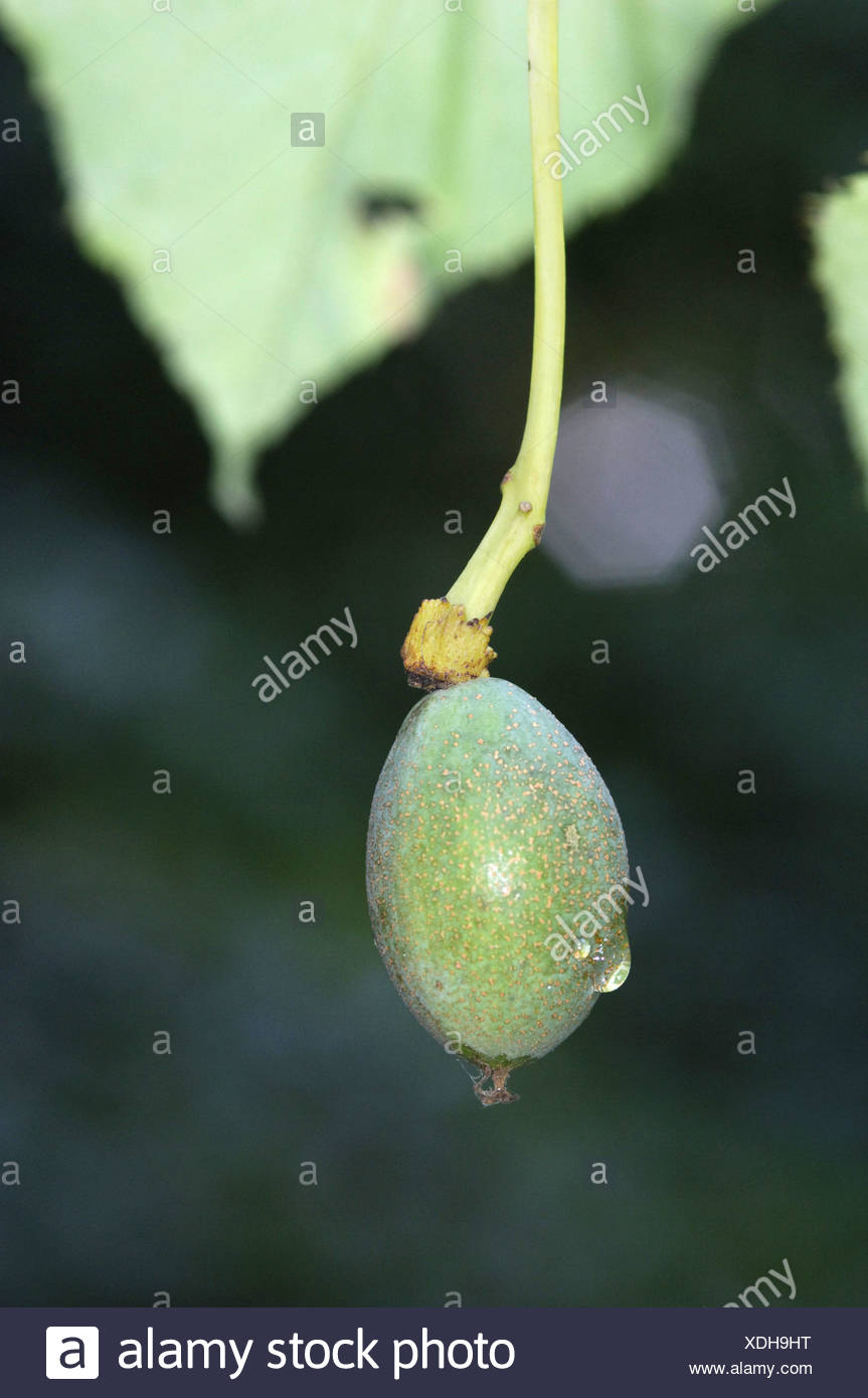 Davidia Involucrata Fruits High Resolution Stock Photography and Images ...