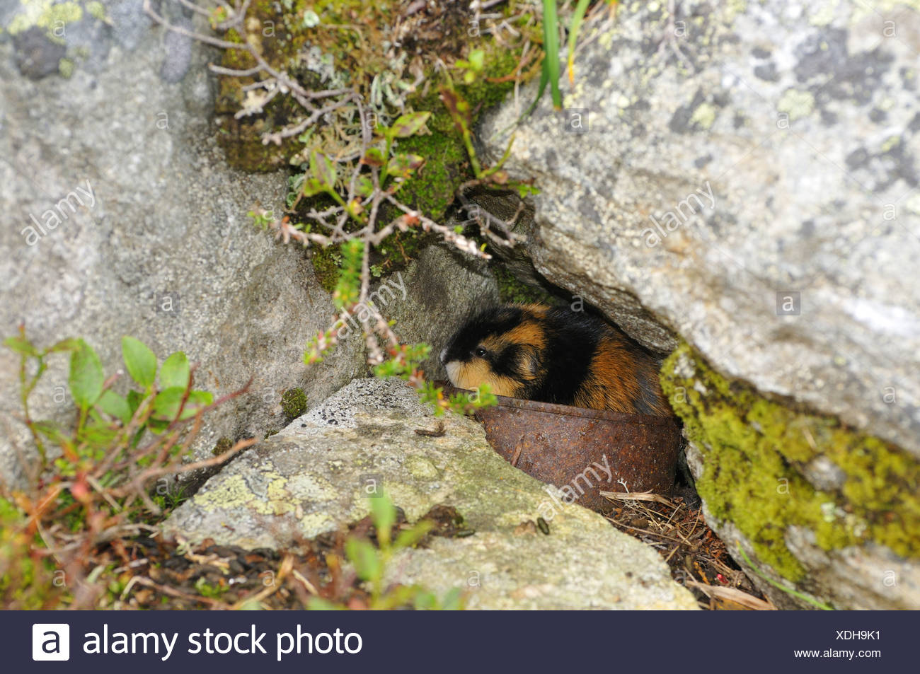 Lemmings Lemming High Resolution Stock Photography and Images - Alamy