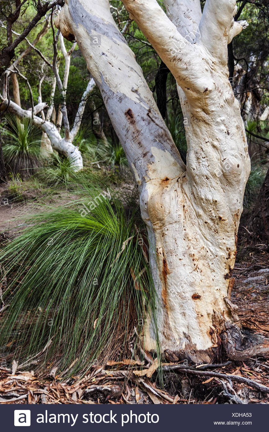 Ghost Gum Tree Stock Photos & Ghost Gum Tree Stock Images - Alamy