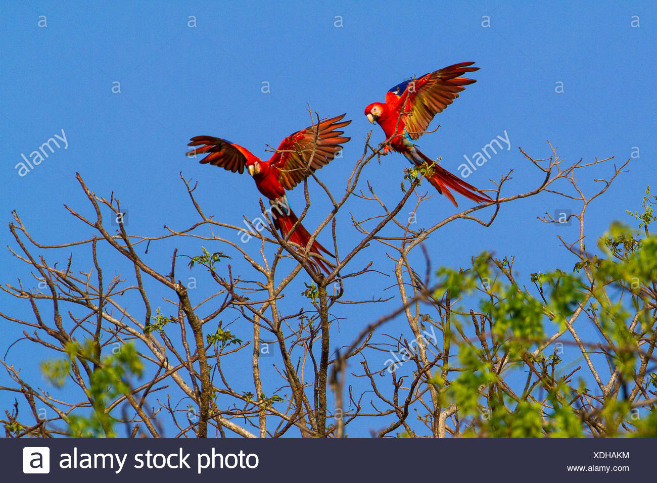 Two Birds In A Tree High Resolution Stock Photography and Images - Alamy