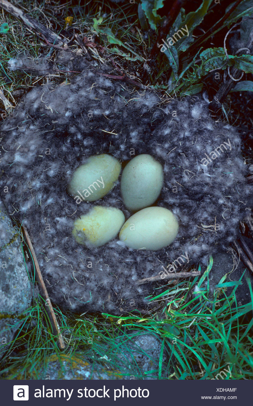 Eider Duck Eggs High Resolution Stock Photography and Images - Alamy