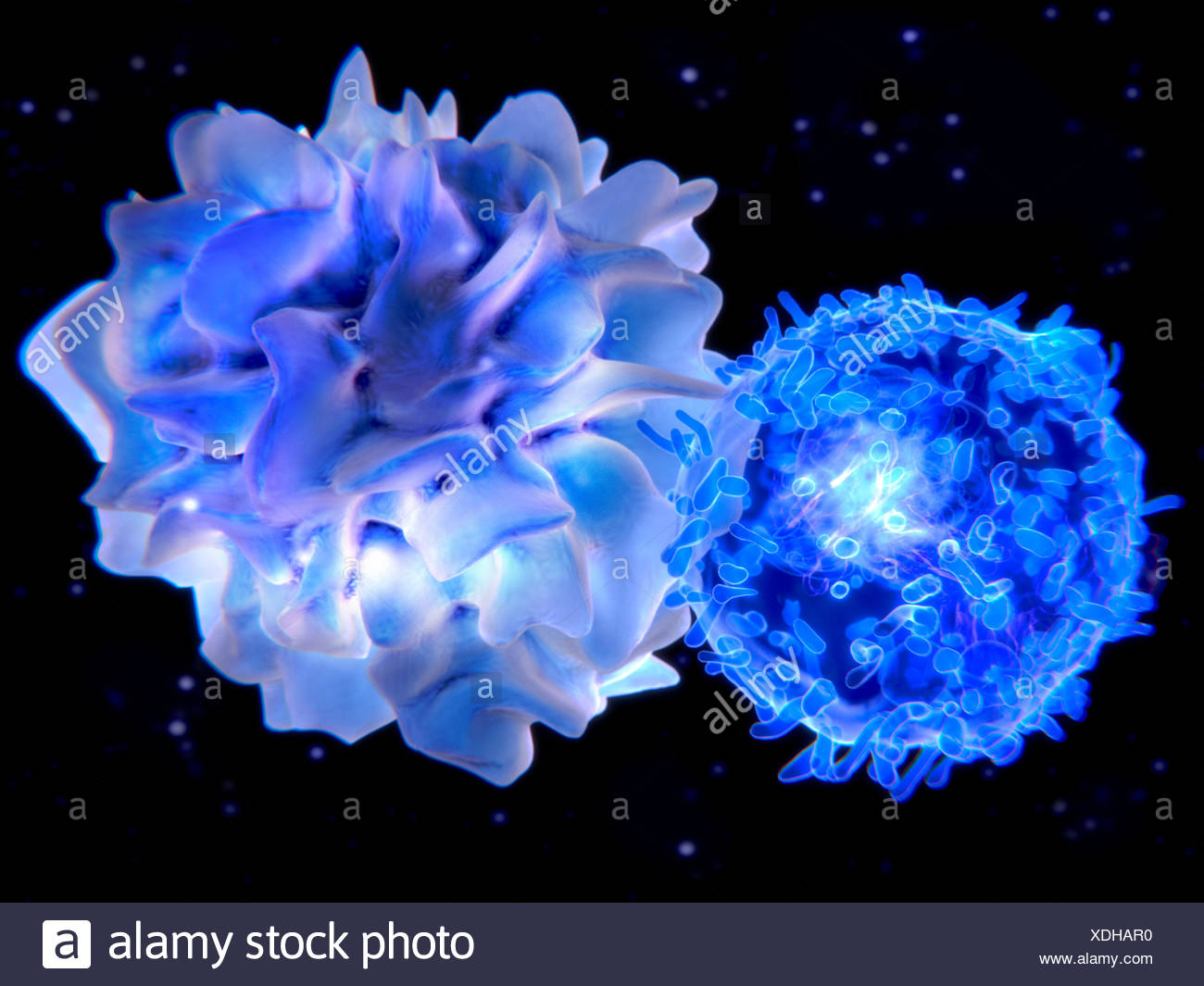 White Blood Cell Foreign Cells High Resolution Stock Photography and ...