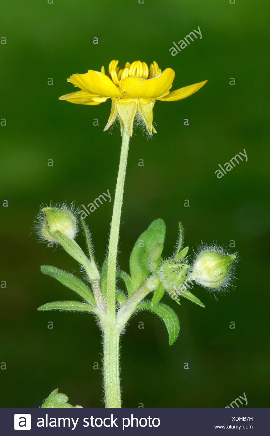 Ranunculus Sardous High Resolution Stock Photography and Images - Alamy