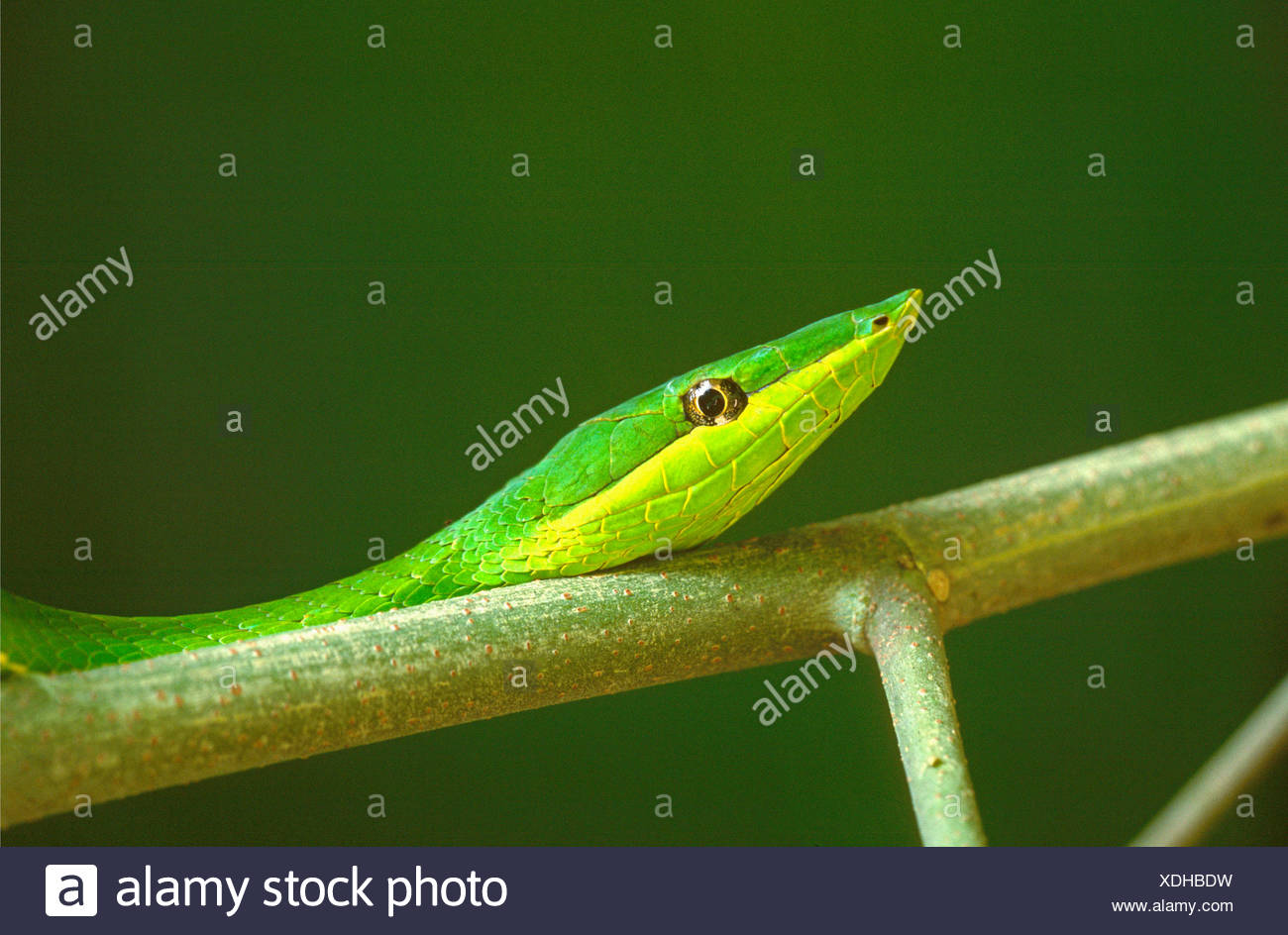 Green Vine Snake Oxybelis Fulgidus Stock Photos & Green Vine Snake ...