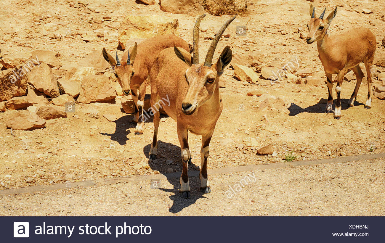 Goat Antelope Deer Stock Photos & Goat Antelope Deer Stock Images - Alamy