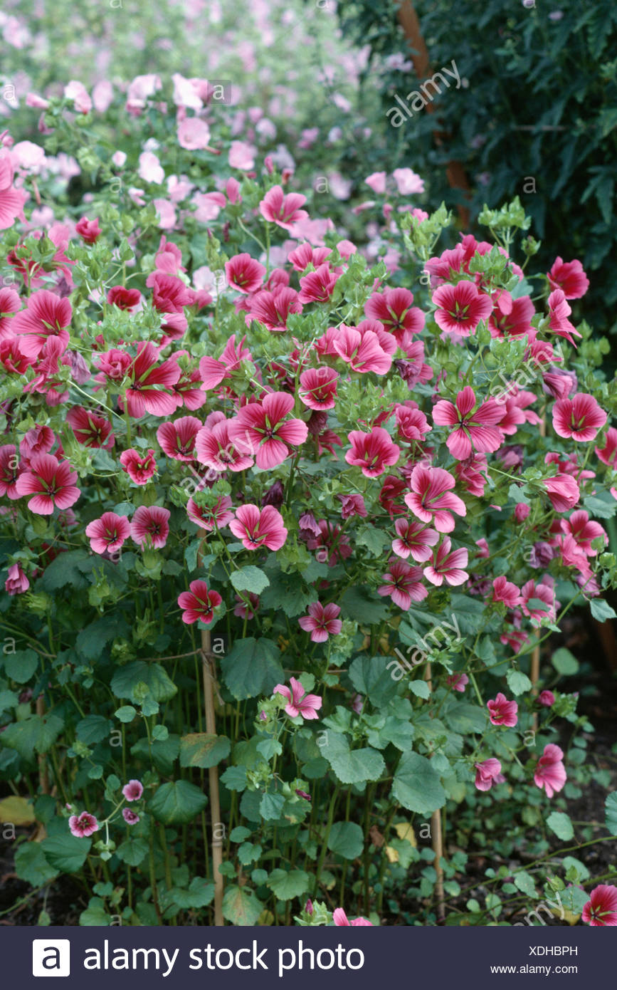 Mallow Malope Trifida High Resolution Stock Photography and Images - Alamy