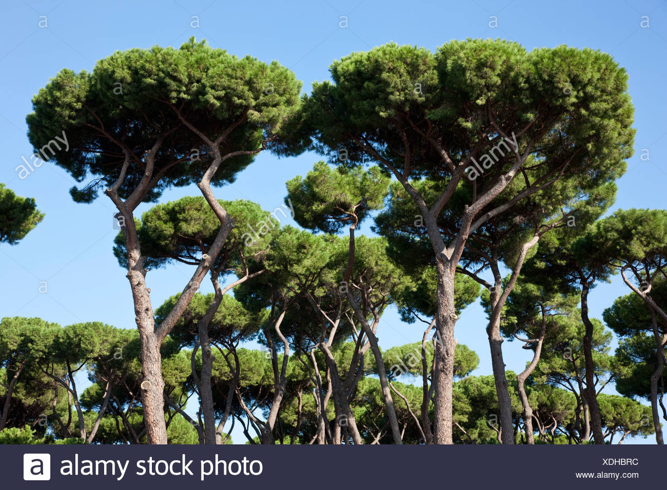 Villa Borghese Pine Trees High Resolution Stock Photography and Images ...