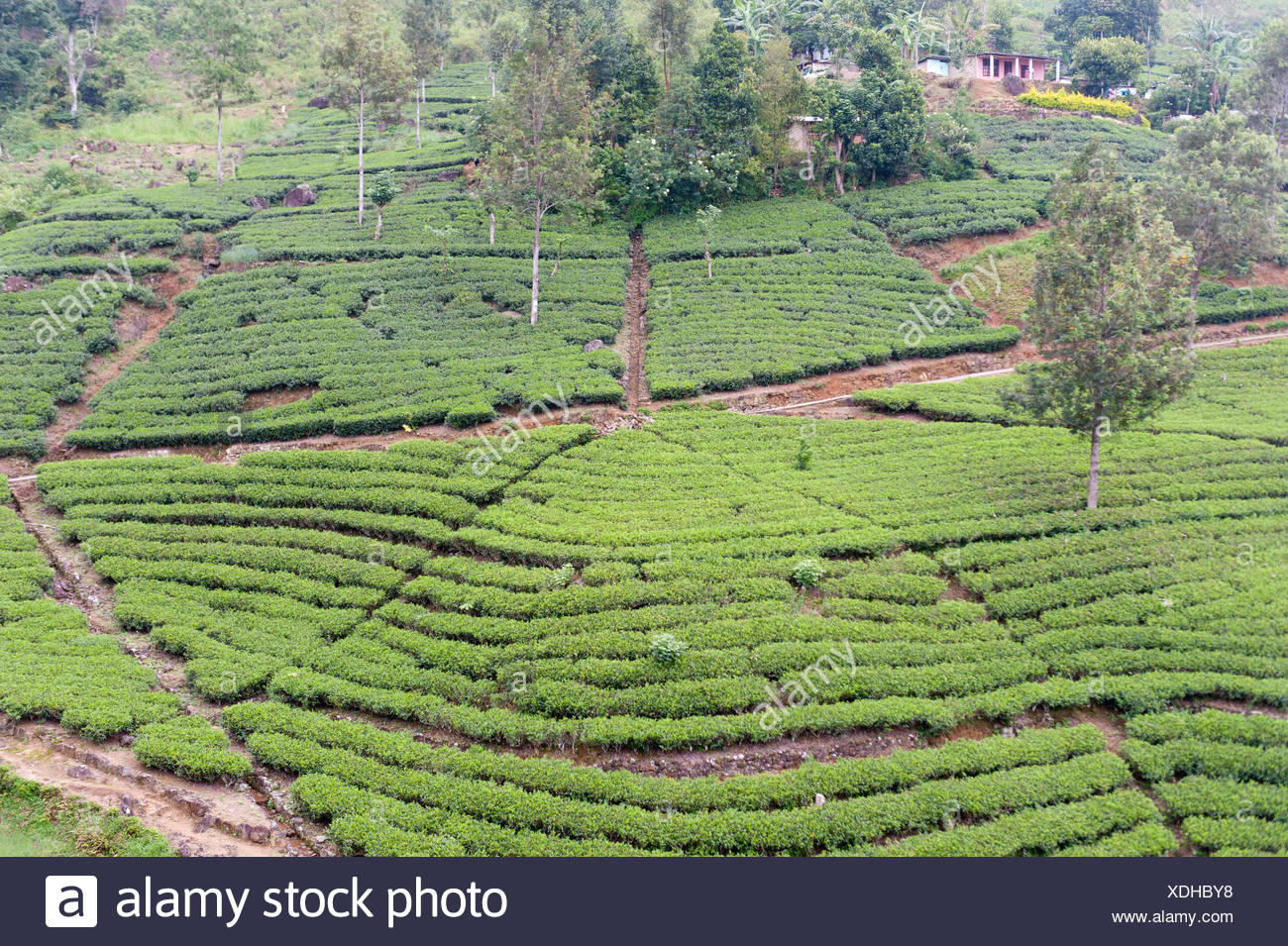 Tea Plants Cultivation High Resolution Stock Photography and Images - Alamy
