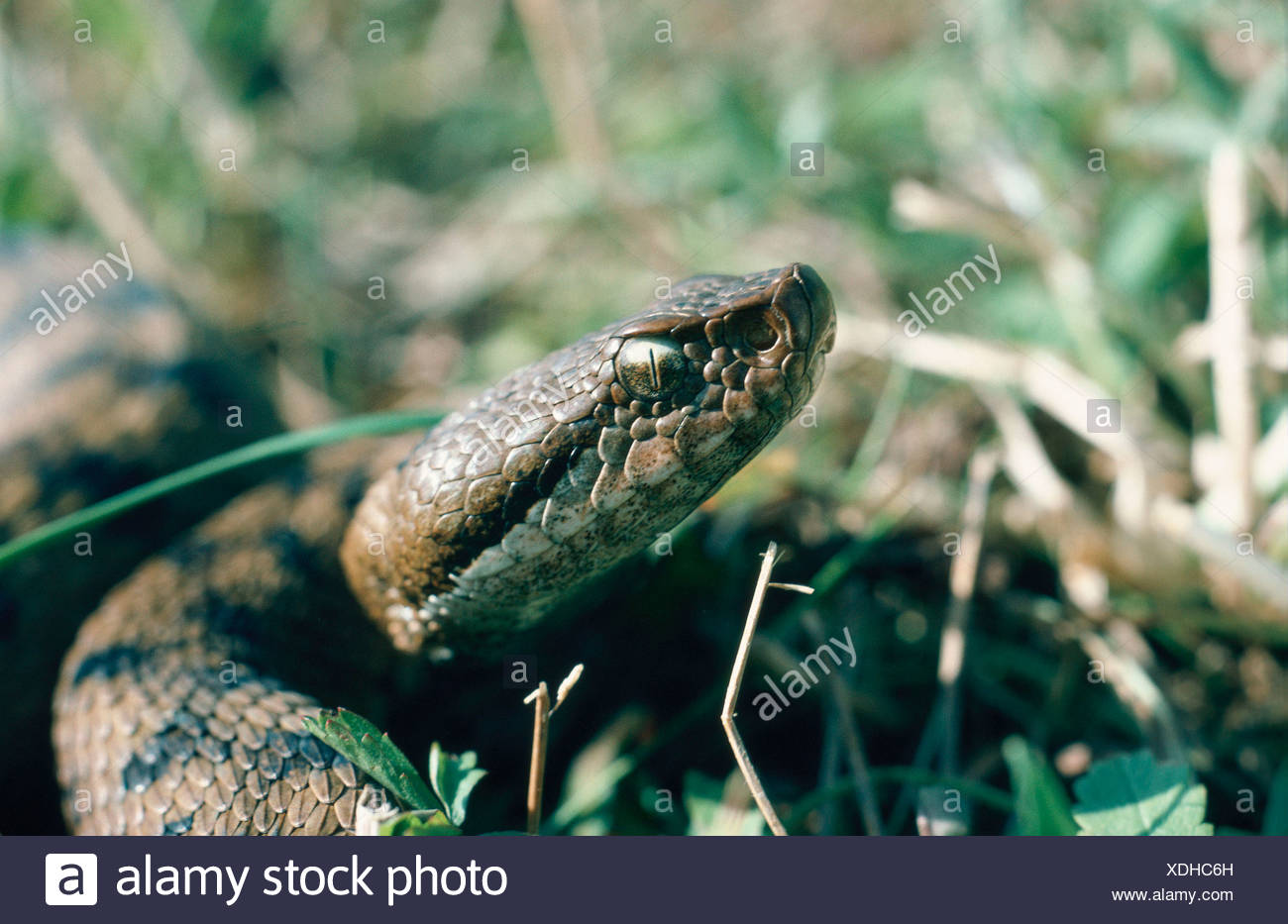 Viperids Stock Photos & Viperids Stock Images - Alamy