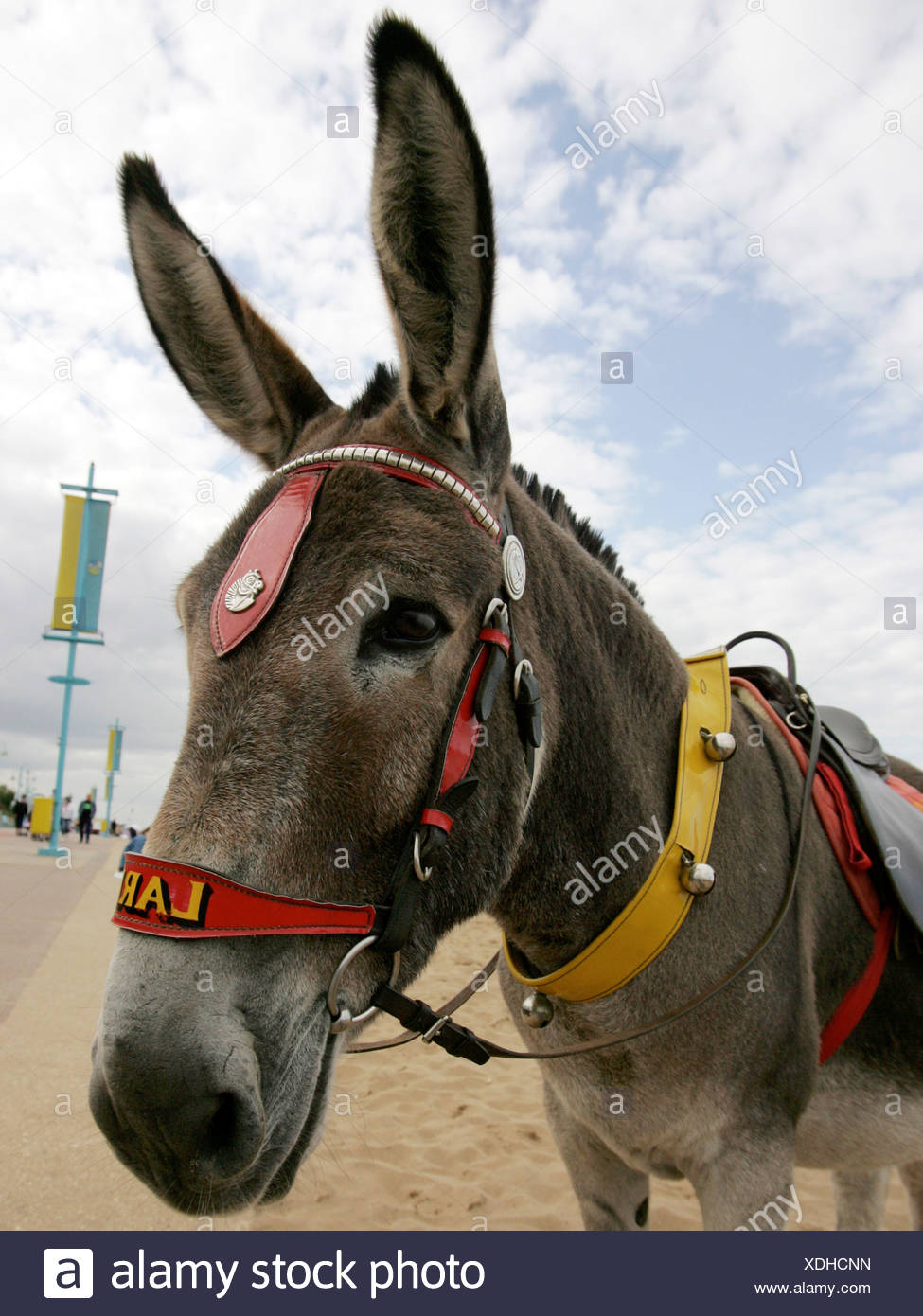 Donkey Well High Resolution Stock Photography and Images - Alamy