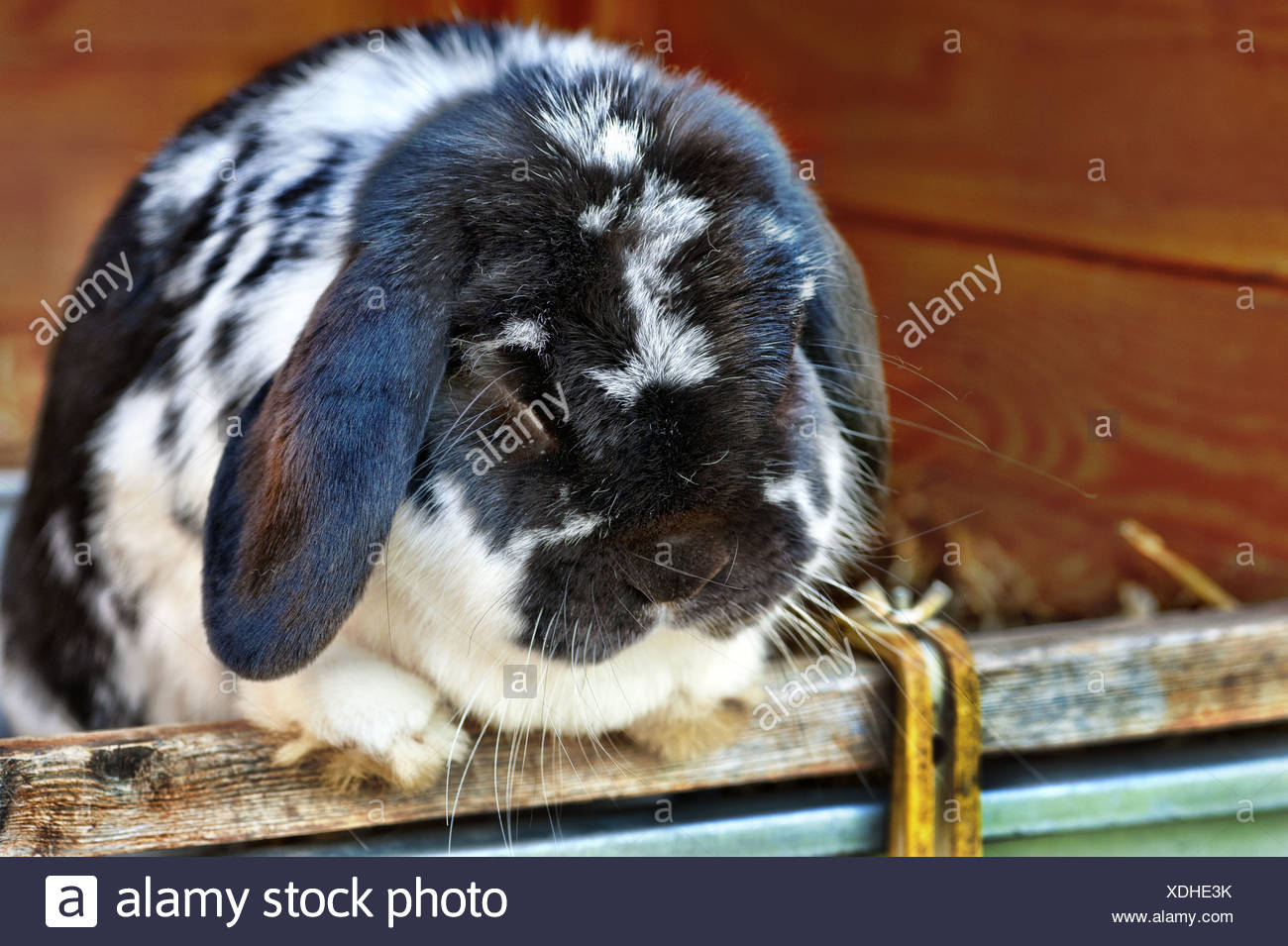Black Rabbit And White Rabbits Stock Photos & Black Rabbit And White ...
